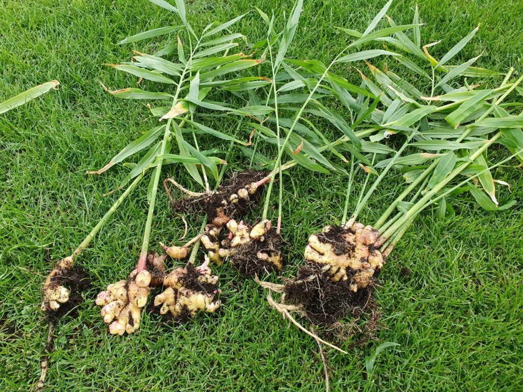 Ingwer selber ziehen – so geht’s – Heilkräuterhexe